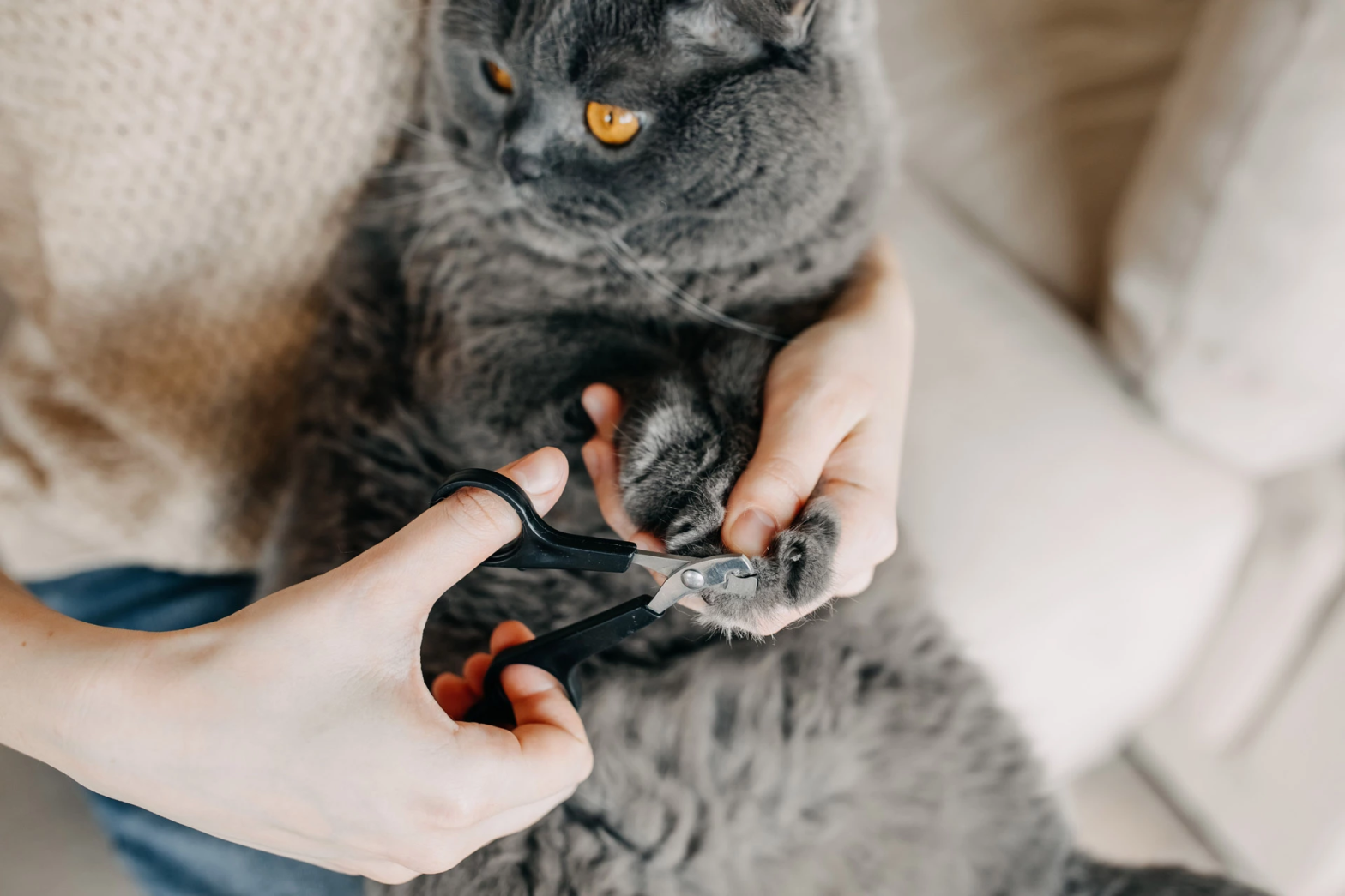 8 Cara Memotong Kuku Kucing Tanpa Melukainya