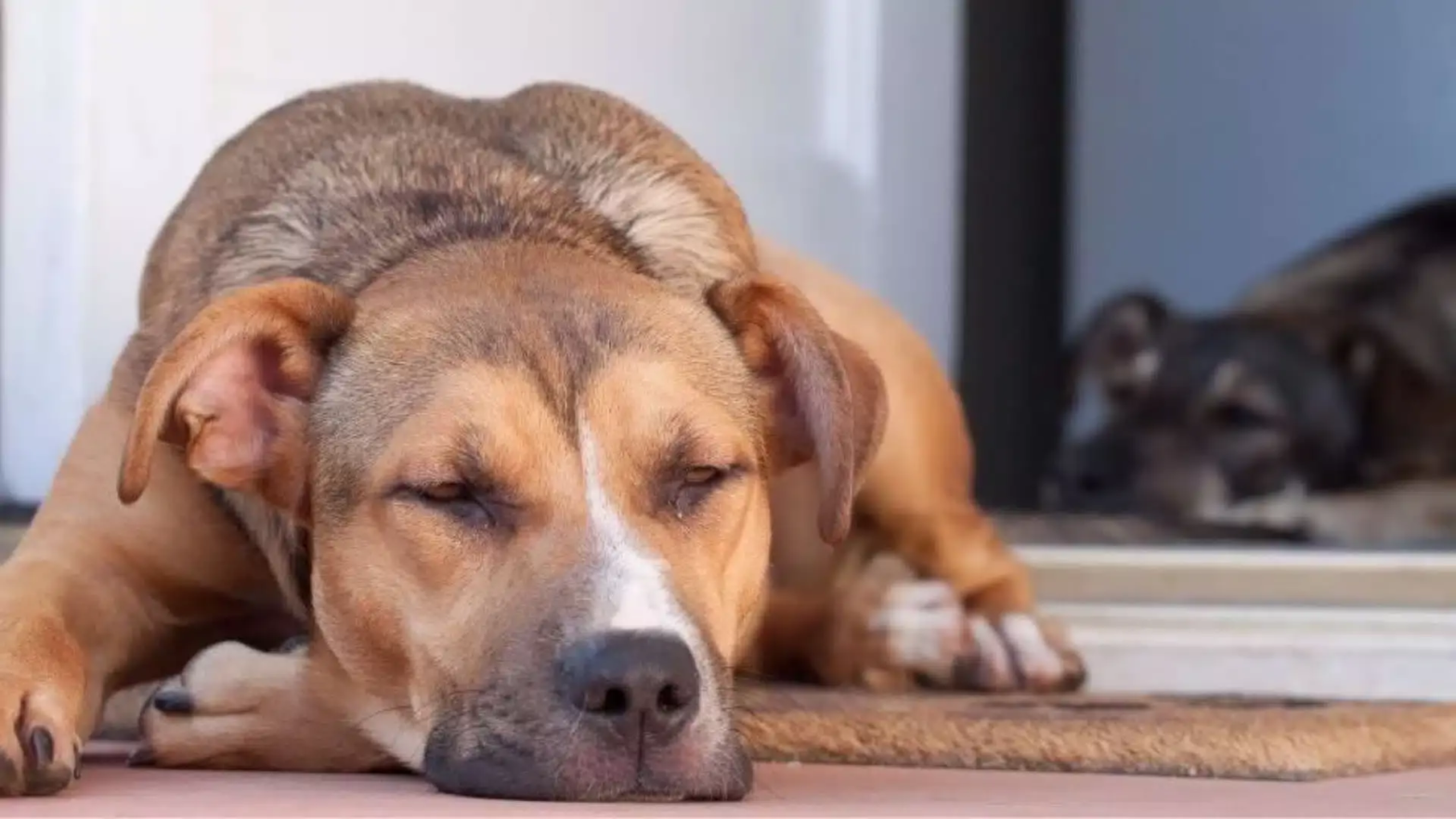 Ketahui, 7 Ciri-Ciri Anjing Stress Dan Cara Mengatasinya