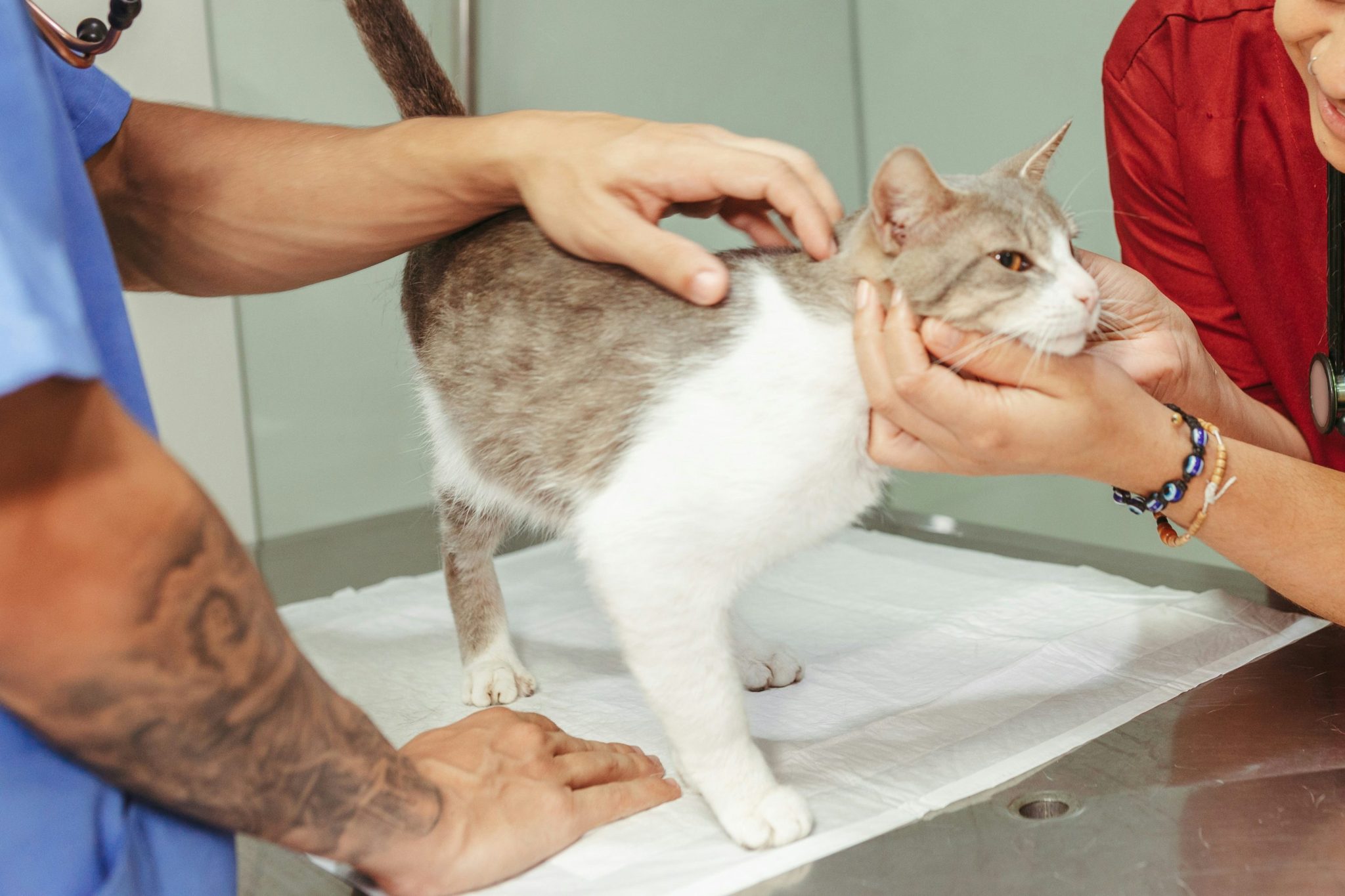 7+ Penyakit Mulut Pada Kucing Dan Cara Ampuh Mengatasinya! - Igloo Blog