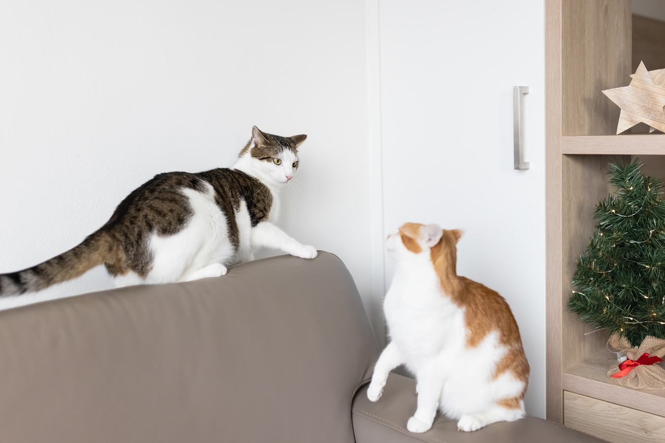 8 Cara Mengatasi Kucing Birahi, Ciri, Dan Hal Yang Harus Dihindari