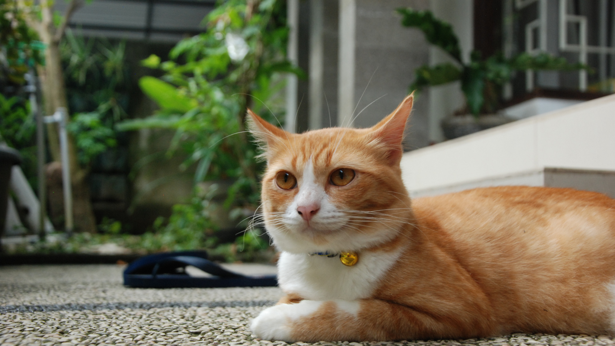 8 Cara Mengatasi Kucing Birahi, Ciri, Dan Hal Yang Harus Dihindari