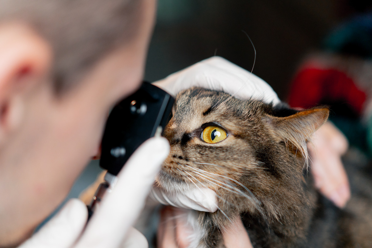9 Penyebab Mata Kucing Berair Dan Tips Mencegahnya