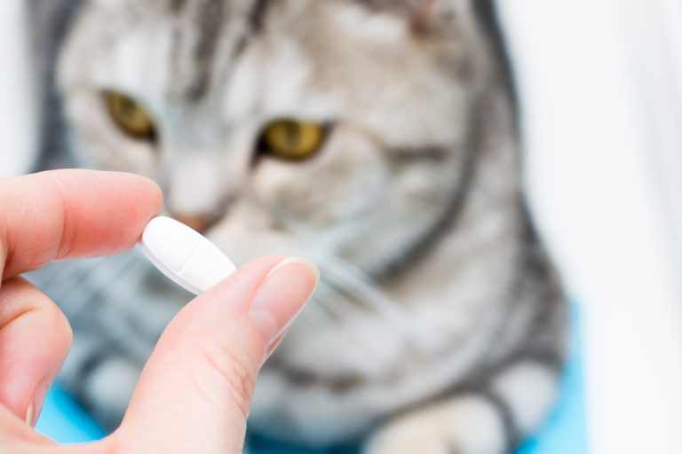 Antibiotik Untuk Kucing? Inilah Dosis Dan Efek Sampingnya!