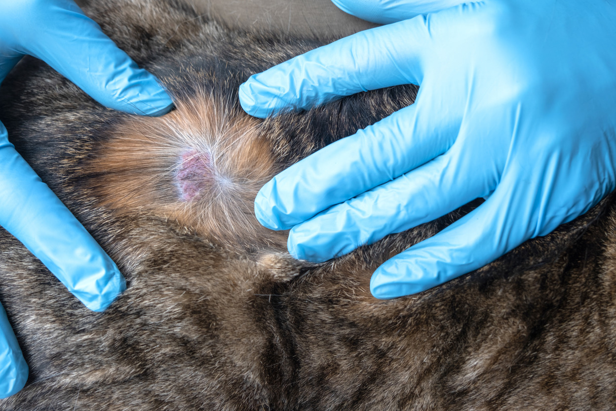 5 Cara Mengobati Ringworm Pada Kucing Dan Tips Mencegah Penyebarannya