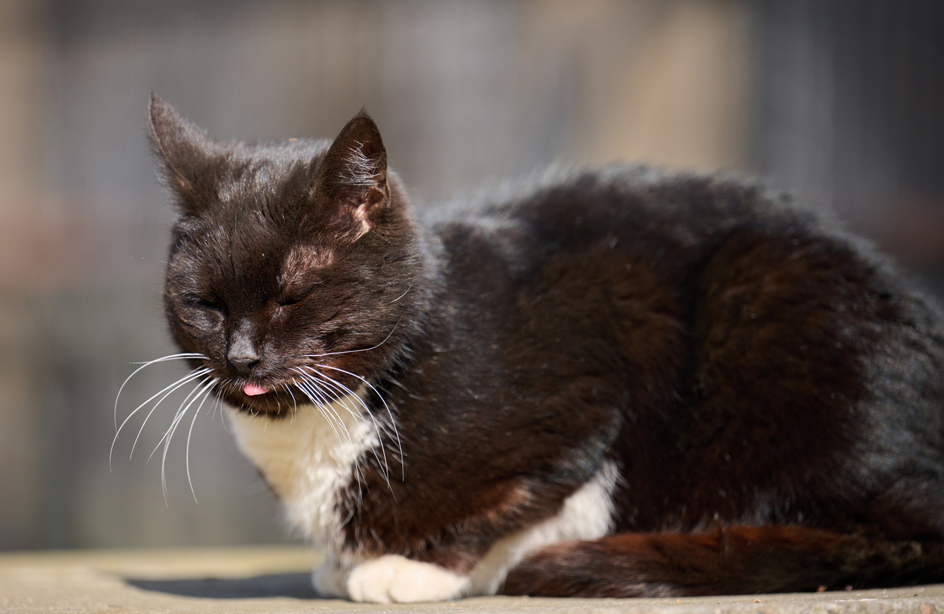 10 Penyakit Kulit Pada Kucing Dan Tips Mencegahnya