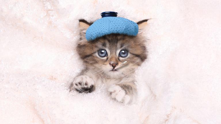 10 Penyakit Kulit Pada Kucing Dan Tips Mencegahnya