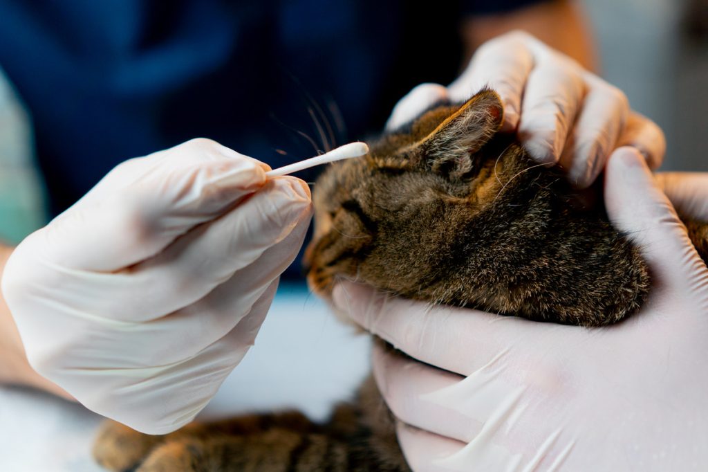 Waspada Parasit Pada Kucing: Ancaman Tersembunyi Di Balik Tingkah Lucunya