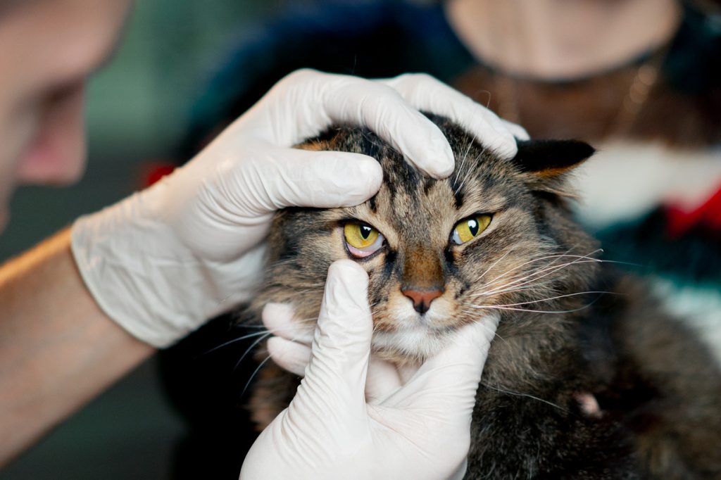 Kenali Penyakit Mata Pada Kucing Yang Perlu Diwaspadai