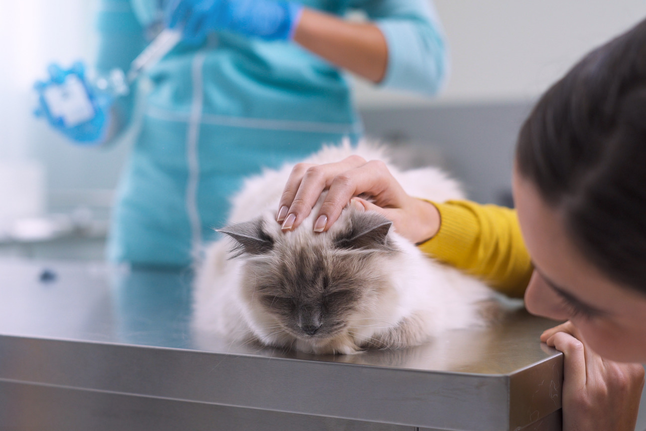 Badan Kucing Panas: Ciri, Penyebab, Dan Cara Mengobatinya