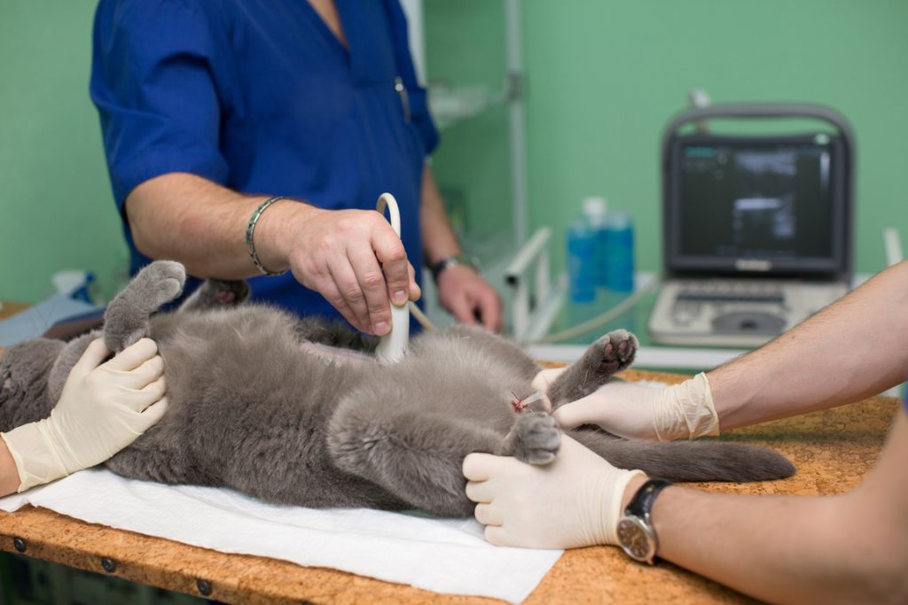 Biaya USG Kucing Hamil Serta Kapan Dibutuhkannya?