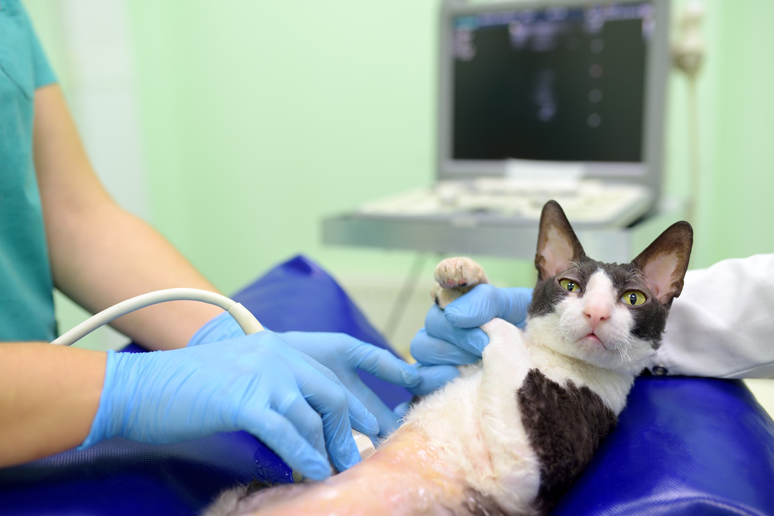 Biaya USG Kucing Hamil Serta Kapan Dibutuhkannya?