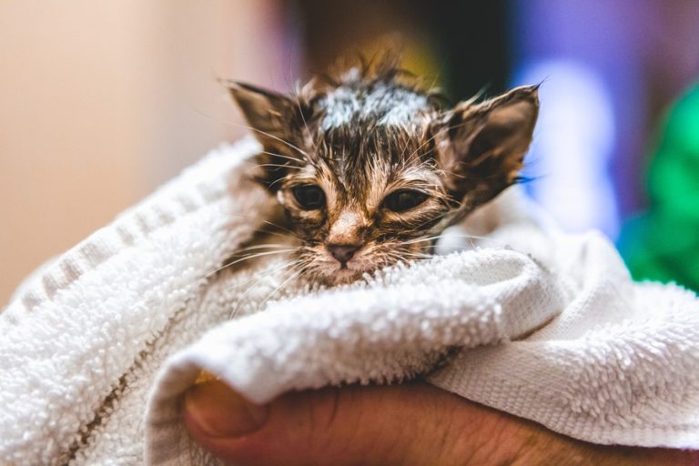 Nggak Perlu Takut! Begini 6 Cara Memandikan Anak Kucing Yang Benar