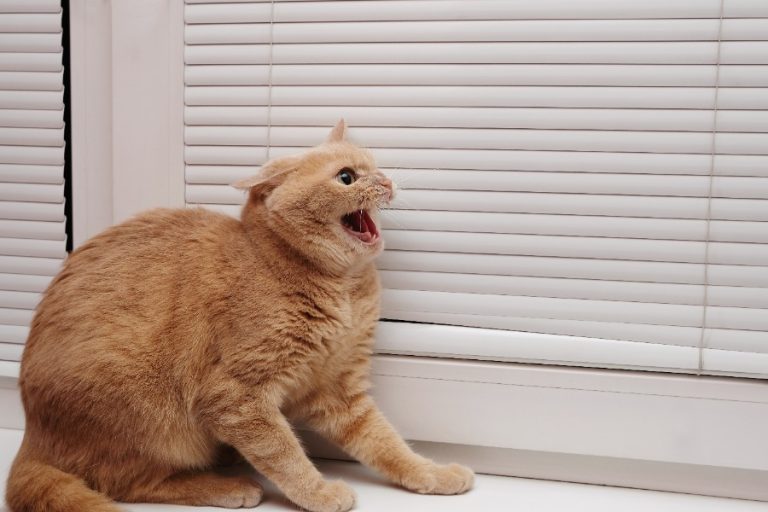 10 Ciri Ciri Kucing Rabies: Ciri Fisik Dan Perilaku Lengkap