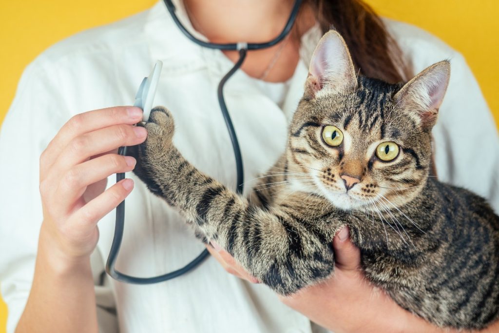 Cara Mengetahui Umur Kucing Dan Alasan Pentingnya