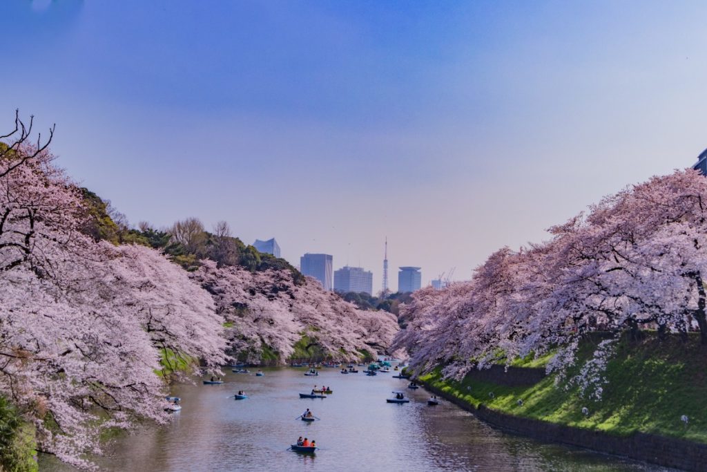 Rahasia Musim Bunga Sakura Jepang & Waktu Terbaik Kesana