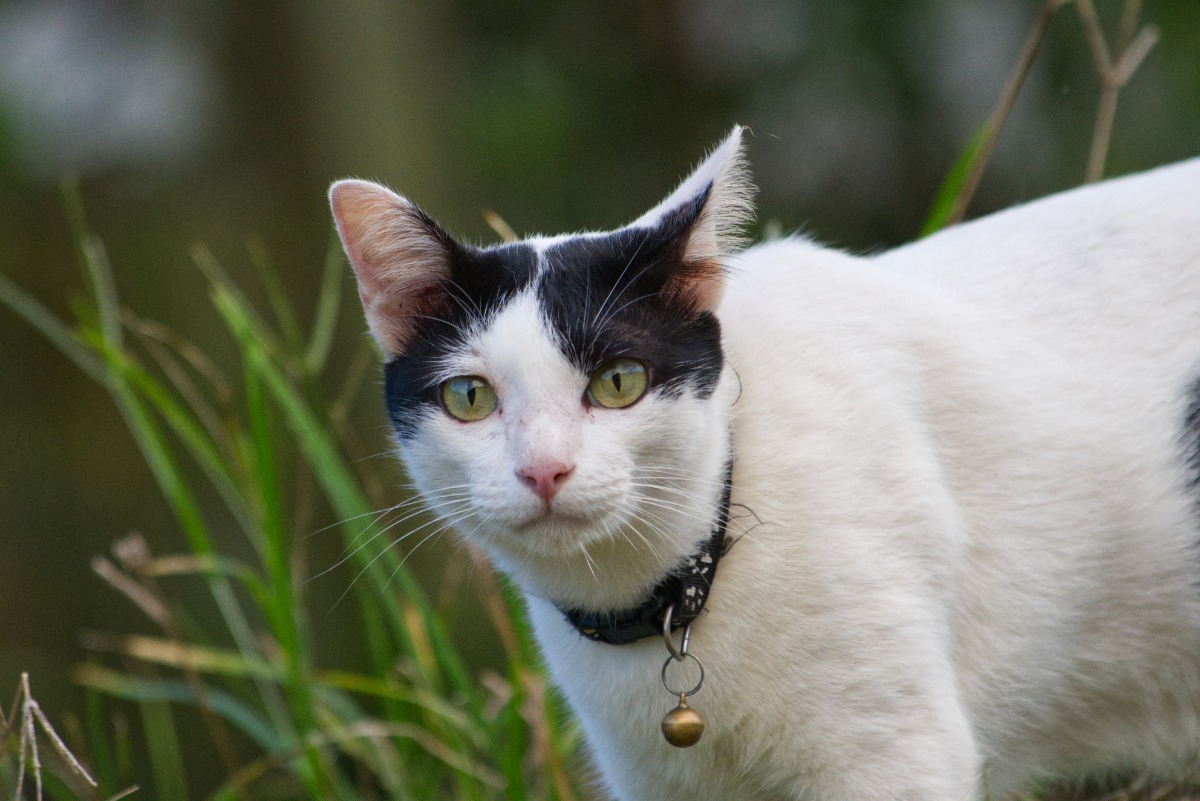 50+ Ide Nama Kucing Jantan Lucu, Keren, Islami Dan Artinya