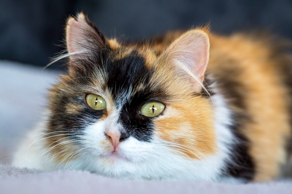 Warna Kucing Bukan Sekadar Indah, Ini Fakta Genetiknya